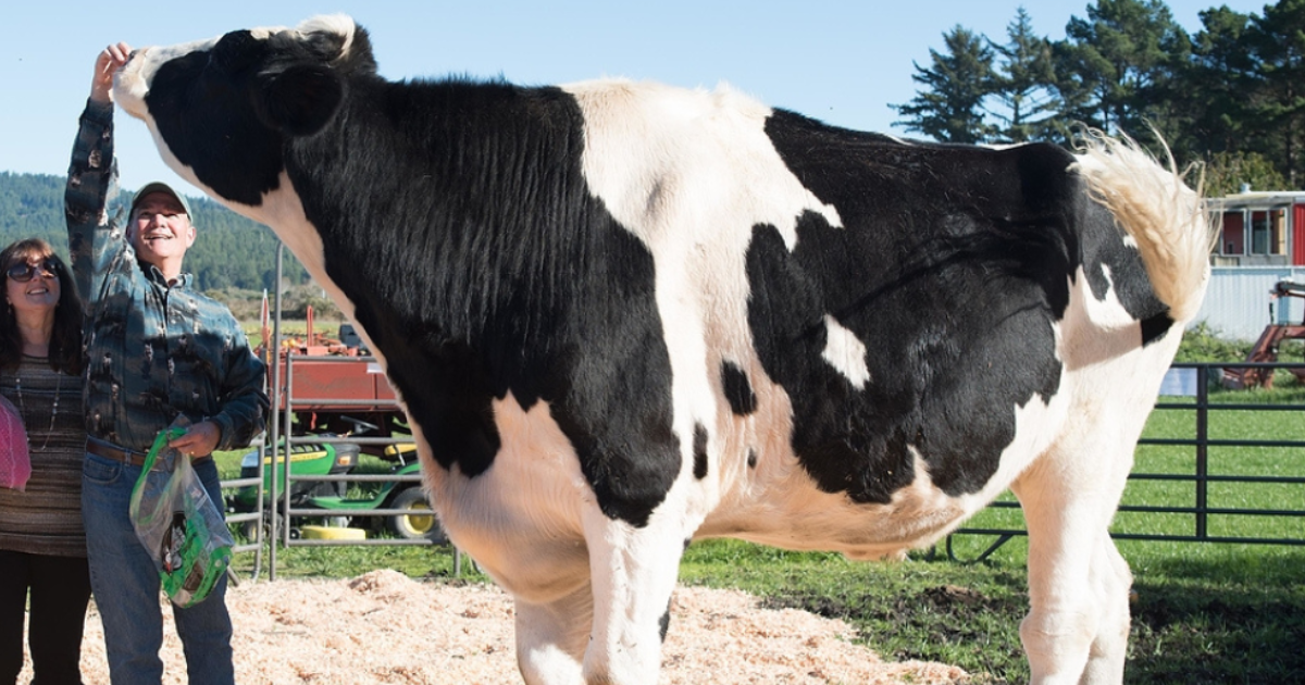 Tätä näkyä et voi missata – yli tonnin sonni! | Broidi.com